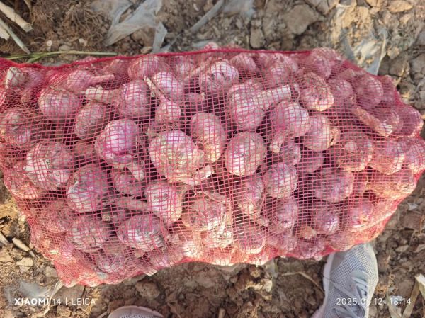 金乡大蒜价格最新行情_今天多少钱一斤-第1张图片-山城妙识 金乡大蒜价格最新行情_今天多少钱一斤-第1张图片-山城妙识