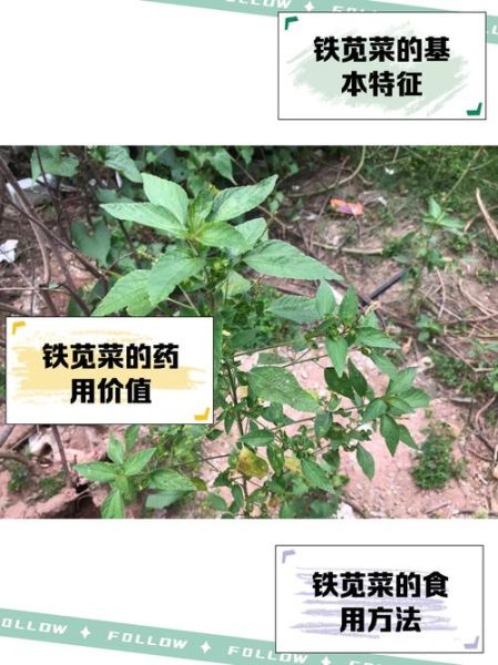 铁苋菜别名有哪些_铁苋菜别名功效与作用-第1张图片-山城妙识 铁苋菜别名有哪些_铁苋菜别名功效与作用-第1张图片-山城妙识