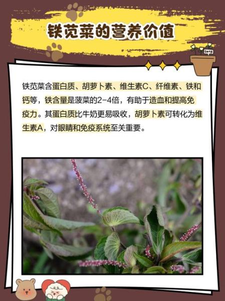 铁苋菜别名有哪些_铁苋菜别名功效与作用-第3张图片-山城妙识 铁苋菜别名有哪些_铁苋菜别名功效与作用-第3张图片-山城妙识