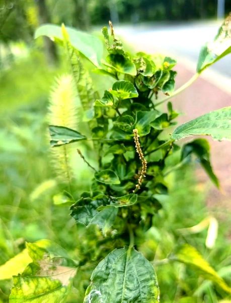 铁苋菜别名有哪些_铁苋菜别名功效与作用-第2张图片-山城妙识 铁苋菜别名有哪些_铁苋菜别名功效与作用-第2张图片-山城妙识