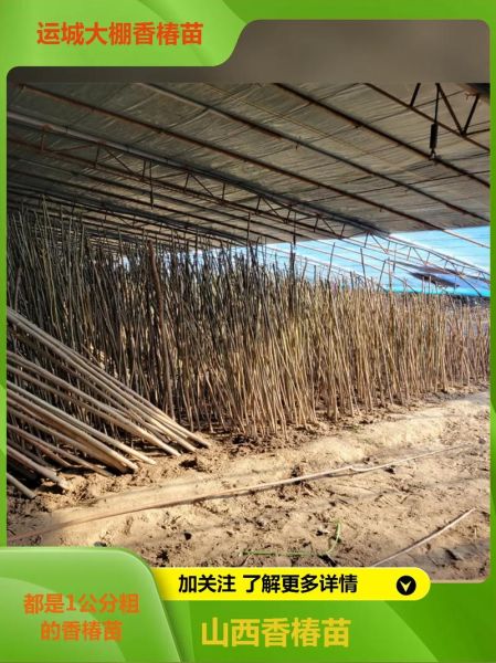 香椿树怎么种_香椿树种植技术-第1张图片-山城妙识