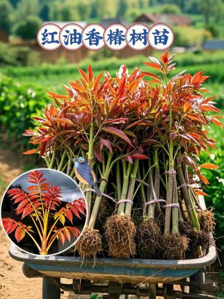 香椿树怎么种_香椿树种植技术-第2张图片-山城妙识