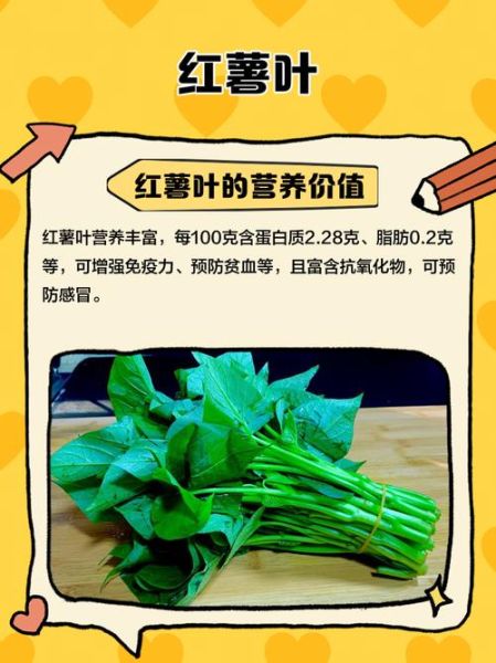 红薯叶有什么功效_红薯叶的营养价值-第3张图片-山城妙识 红薯叶有什么功效_红薯叶的营养价值-第3张图片-山城妙识