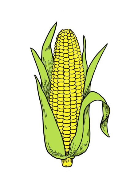 玉米图片大全大图_简笔画怎么画-第1张图片-山城妙识 玉米图片大全大图_简笔画怎么画-第1张图片-山城妙识