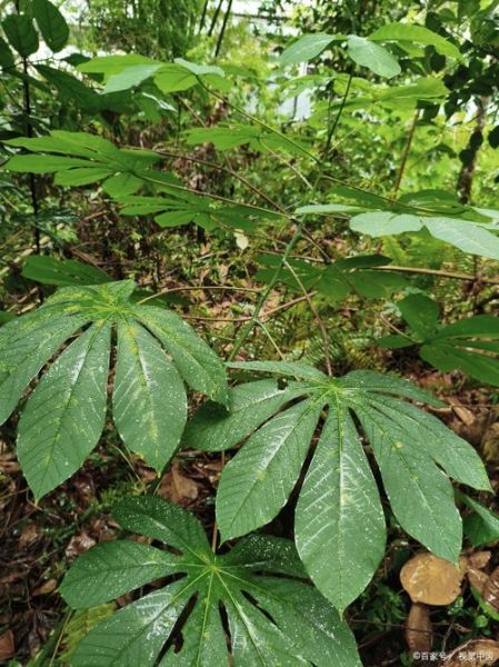 抗肿瘤最强的中草药有哪些_真的有效吗-第2张图片-山城妙识 抗肿瘤最强的中草药有哪些_真的有效吗-第2张图片-山城妙识