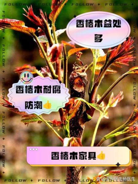 香椿木的功效与作用_香椿木家具禁忌有哪些-第3张图片-山城妙识 香椿木的功效与作用_香椿木家具禁忌有哪些-第3张图片-山城妙识