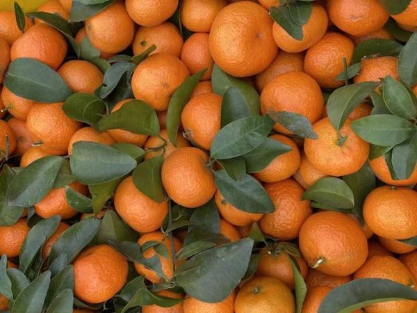 沙糖桔价格行情2020_为什么波动这么大-第1张图片-山城妙识 沙糖桔价格行情2020_为什么波动这么大-第1张图片-山城妙识