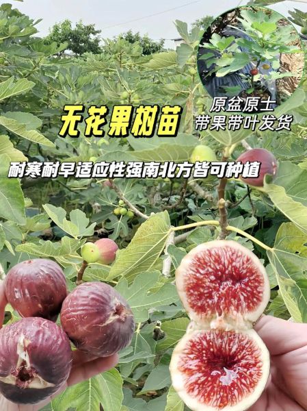 无花果多少钱一斤_无花果价格受哪些因素影响-第3张图片-山城妙识