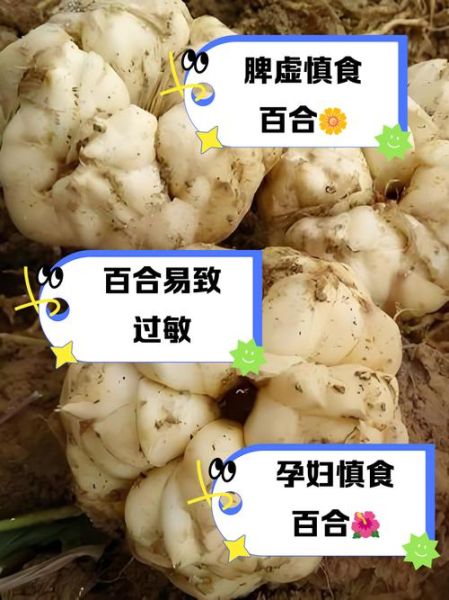 百合哪些人不能吃_百合禁忌人群-第2张图片-山城妙识 百合哪些人不能吃_百合禁忌人群-第2张图片-山城妙识