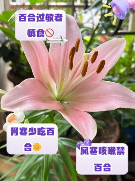 百合哪些人不能吃_百合禁忌人群-第3张图片-山城妙识 百合哪些人不能吃_百合禁忌人群-第3张图片-山城妙识