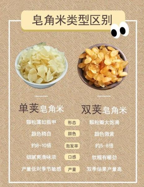 雪莲子是什么东西_雪莲子功效与作用-第1张图片-山城妙识 雪莲子是什么东西_雪莲子功效与作用-第1张图片-山城妙识