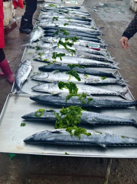 鲅鱼图片大全大图_鲅鱼高清图片怎么拍-第1张图片-山城妙识 鲅鱼图片大全大图_鲅鱼高清图片怎么拍-第1张图片-山城妙识