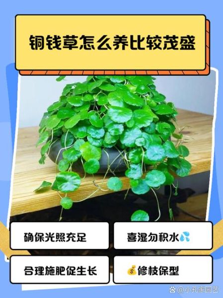 金钱草怎么养_金钱草多久浇一次水-第3张图片-山城妙识 金钱草怎么养_金钱草多久浇一次水-第3张图片-山城妙识