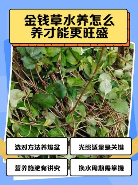金钱草怎么养_金钱草多久浇一次水-第1张图片-山城妙识 金钱草怎么养_金钱草多久浇一次水-第1张图片-山城妙识