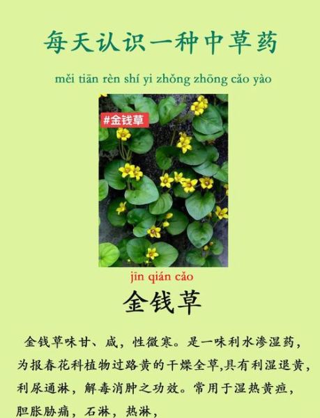 金钱草怎么养_金钱草多久浇一次水-第2张图片-山城妙识 金钱草怎么养_金钱草多久浇一次水-第2张图片-山城妙识