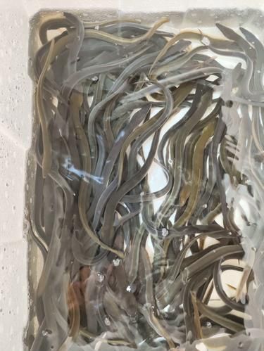 鲈鳗一斤多少钱_鲈鳗价格行情-第2张图片-山城妙识 鲈鳗一斤多少钱_鲈鳗价格行情-第2张图片-山城妙识