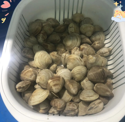 花蛤和文蛤白蛤哪种好吃_口感区别与选购技巧-第3张图片-山城妙识