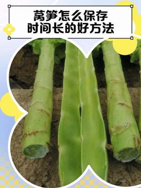 莴苣怎么保存时间长_莴苣可以生吃吗-第1张图片-山城妙识