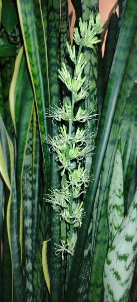 养虎皮兰会致癌吗_虎皮兰有毒吗-第2张图片-山城妙识