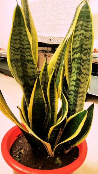 养虎皮兰会致癌吗_虎皮兰有毒吗-第1张图片-山城妙识