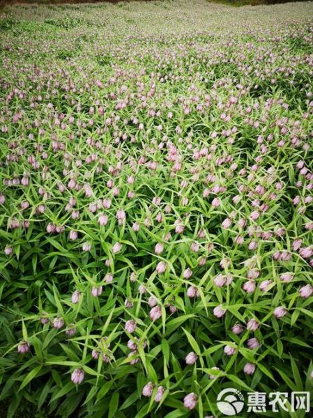 贝母价格多少钱一斤_川贝母市场行情-第3张图片-山城妙识 贝母价格多少钱一斤_川贝母市场行情-第3张图片-山城妙识