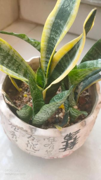 养虎皮兰会致癌吗_虎皮兰有毒吗-第3张图片-山城妙识