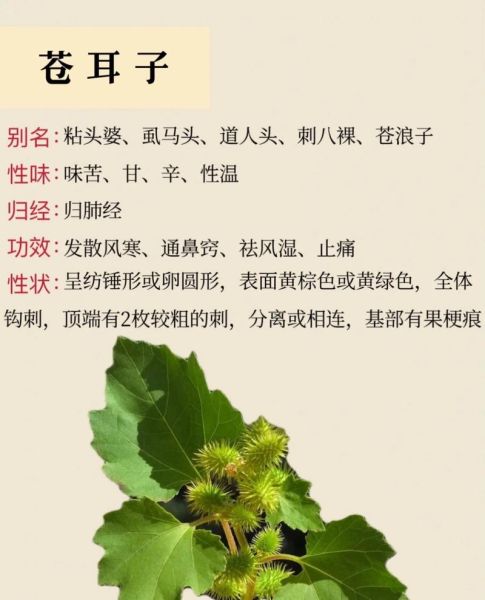 苍耳子治疗鼻炎偏方怎么用_苍耳子治鼻炎有副作用吗-第1张图片-山城妙识 苍耳子治疗鼻炎偏方怎么用_苍耳子治鼻炎有副作用吗-第1张图片-山城妙识