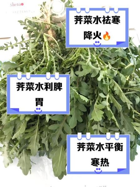 老荠菜的功效与作用_老荠菜怎么吃最养生-第2张图片-山城妙识
