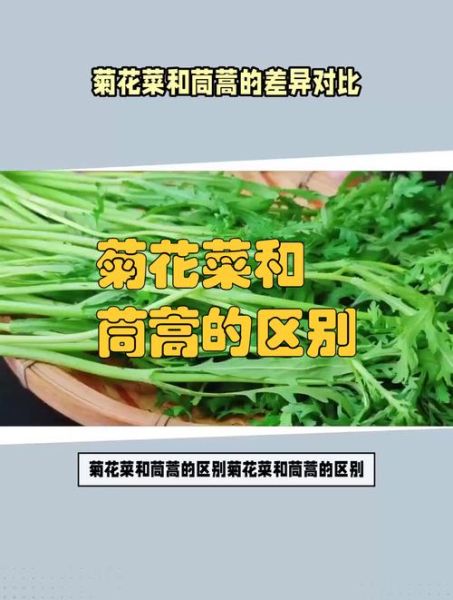 菊花菜别名叫什么_菊花菜和茼蒿的区别-第2张图片-山城妙识