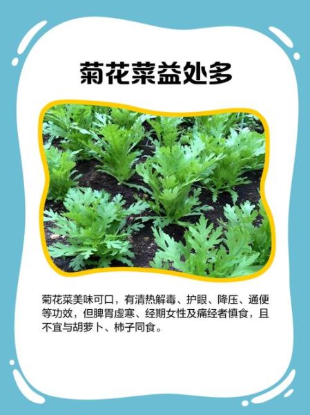 菊花菜别名叫什么_菊花菜和茼蒿的区别-第3张图片-山城妙识