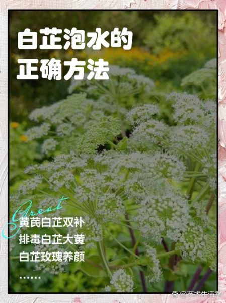 白芷的功效与作用_白芷怎么吃最养生-第1张图片-山城妙识
