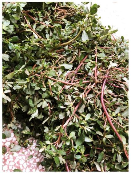 马蜂菜什么人不能吃_马蜂菜禁忌有哪些-第3张图片-山城妙识