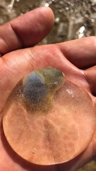 泥螺卵为什么是透明的_泥螺卵透明原因-第3张图片-山城妙识