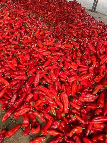 红辣椒图片怎么拍_红辣椒图片拍摄技巧-第2张图片-山城妙识 红辣椒图片怎么拍_红辣椒图片拍摄技巧-第2张图片-山城妙识