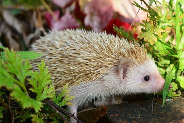 刺猬图片_如何正确拍摄刺猬-第2张图片-山城妙识 刺猬图片_如何正确拍摄刺猬-第2张图片-山城妙识