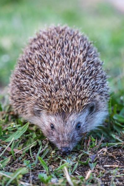 刺猬图片_如何正确拍摄刺猬-第3张图片-山城妙识 刺猬图片_如何正确拍摄刺猬-第3张图片-山城妙识