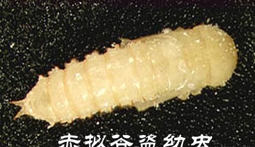酒曲虫长什么样_酒曲虫怎么处理-第1张图片-山城妙识 酒曲虫长什么样_酒曲虫怎么处理-第1张图片-山城妙识
