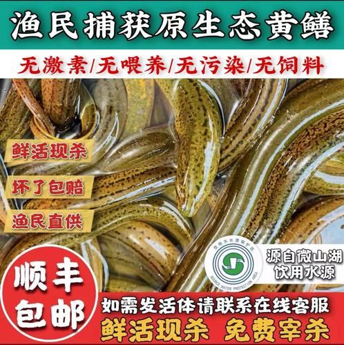 活黄鳝怎么杀_黄鳝宰杀步骤详解-第1张图片-山城妙识 活黄鳝怎么杀_黄鳝宰杀步骤详解-第1张图片-山城妙识