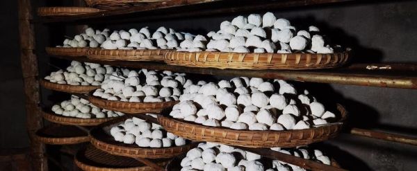 酒曲虫长什么样_酒曲虫怎么处理-第3张图片-山城妙识 酒曲虫长什么样_酒曲虫怎么处理-第3张图片-山城妙识