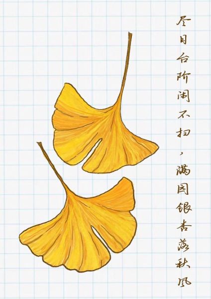 银杏树简笔画怎么画_银杏树图片简笔画步骤-第3张图片-山城妙识 银杏树简笔画怎么画_银杏树图片简笔画步骤-第3张图片-山城妙识