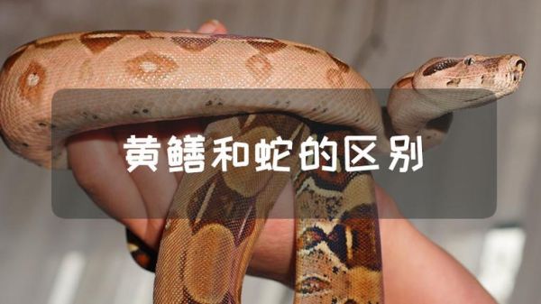 黄鳝和蛇的区别_黄鳝是蛇吗-第1张图片-山城妙识 黄鳝和蛇的区别_黄鳝是蛇吗-第1张图片-山城妙识