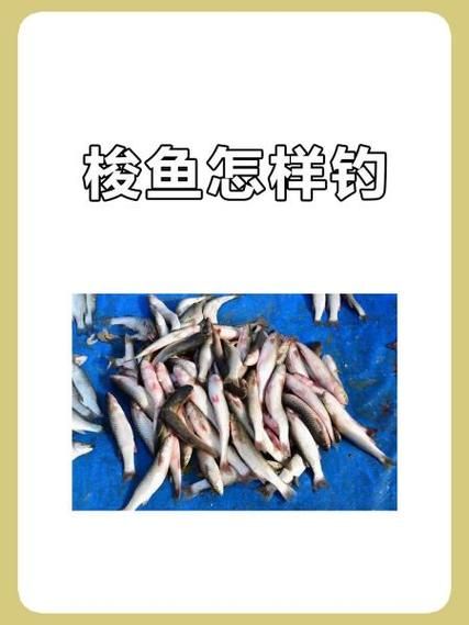 淡水梭鱼怎么钓_淡水梭鱼最佳饵料-第1张图片-山城妙识 淡水梭鱼怎么钓_淡水梭鱼最佳饵料-第1张图片-山城妙识