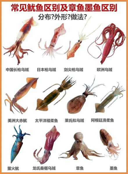 鱿鱼是乌贼吗_区别与辨认技巧-第1张图片-山城妙识 鱿鱼是乌贼吗_区别与辨认技巧-第1张图片-山城妙识