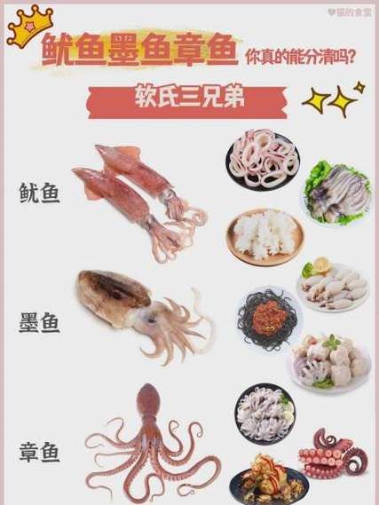 鱿鱼是乌贼吗_区别与辨认技巧-第2张图片-山城妙识 鱿鱼是乌贼吗_区别与辨认技巧-第2张图片-山城妙识