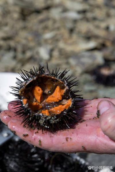 女性吃海胆会过敏吗_女性吃海胆会胖吗-第1张图片-山城妙识