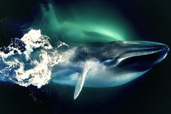 鲸鱼图片高清_如何拍摄高清鲸鱼照片-第3张图片-山城妙识