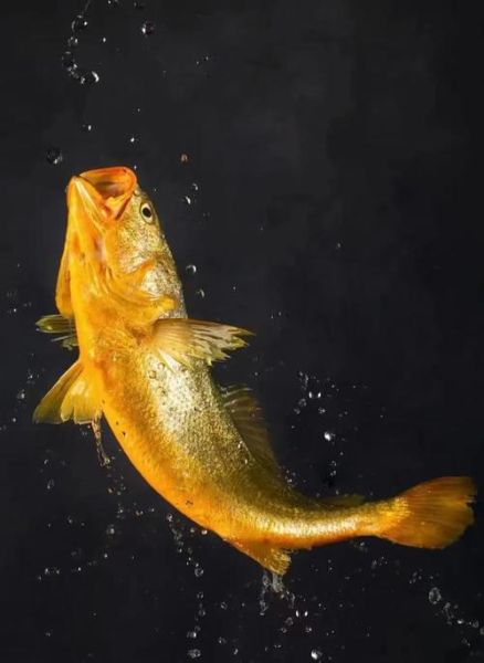 野生黄花鱼为什么贵_野生黄花鱼多少钱一斤-第1张图片-山城妙识 野生黄花鱼为什么贵_野生黄花鱼多少钱一斤-第1张图片-山城妙识