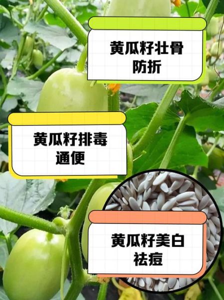 黄瓜子的功效与作用_黄瓜子怎么吃效果最好-第2张图片-山城妙识