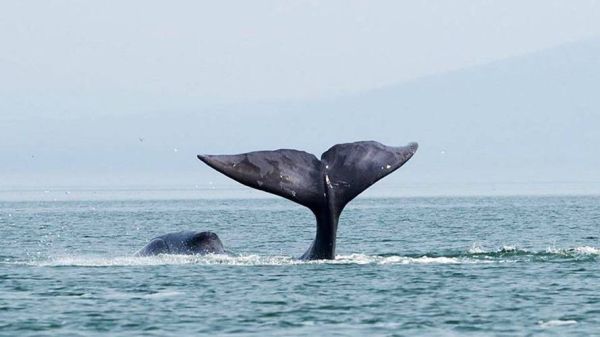 鲸鱼图片高清_如何拍摄高清鲸鱼照片-第2张图片-山城妙识