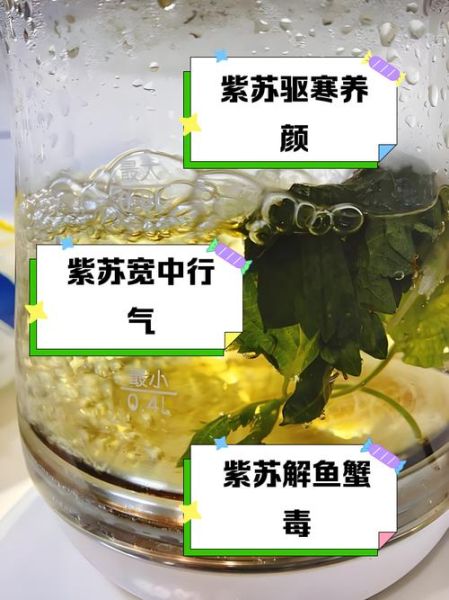 紫苏叶泡水喝的功效_紫苏叶泡水喝的禁忌-第2张图片-山城妙识 紫苏叶泡水喝的功效_紫苏叶泡水喝的禁忌-第2张图片-山城妙识